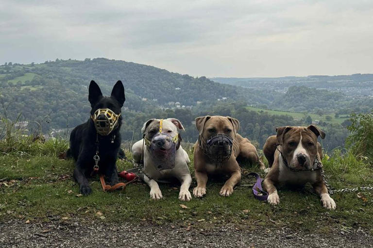 Owner’s disbelief as dogs seized and kept in kennels over ‘malicious ...