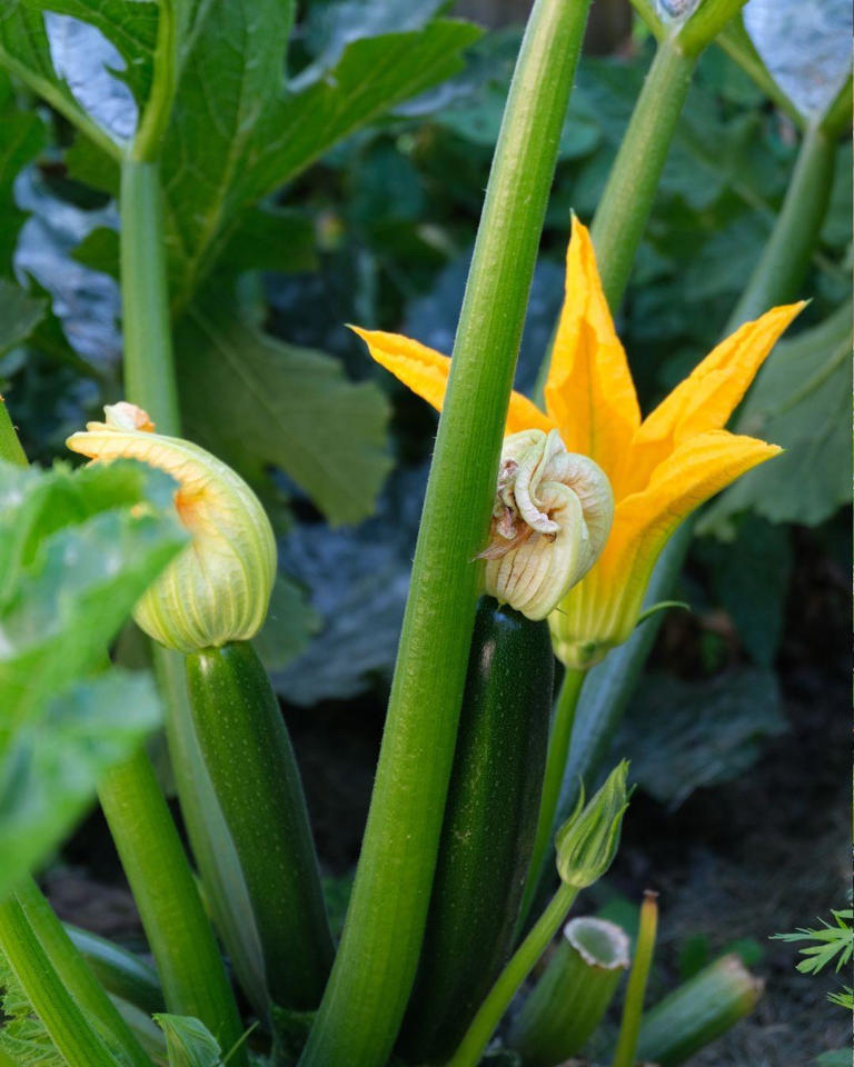 Growing connections with food and nature in the Brighton and Hove schools