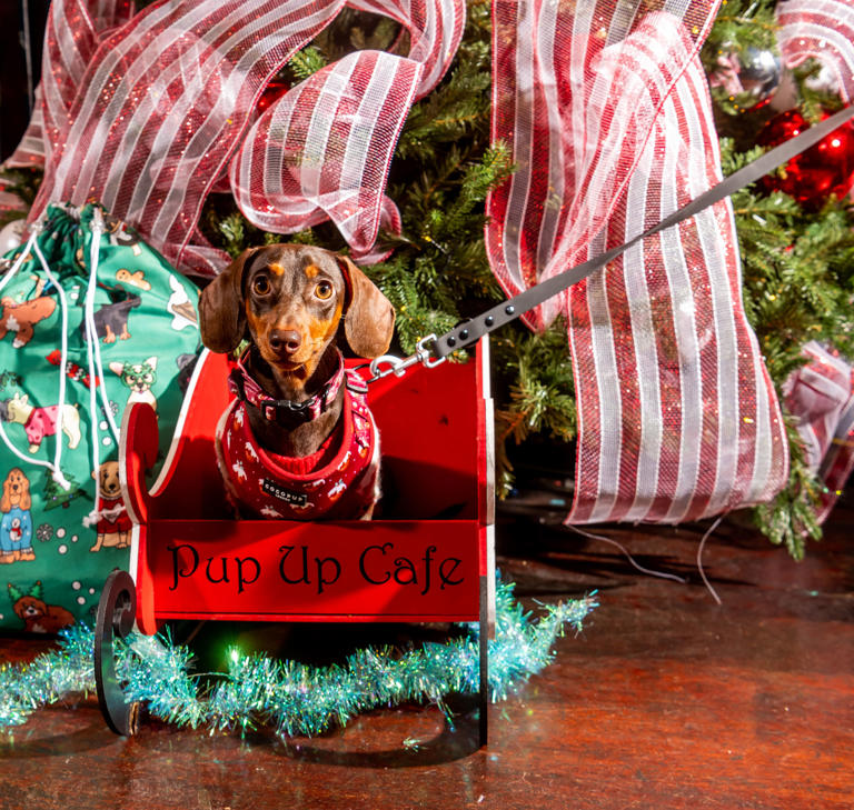 'We have loved shaking your cocktails': Leeds Revolution Electric Press ...