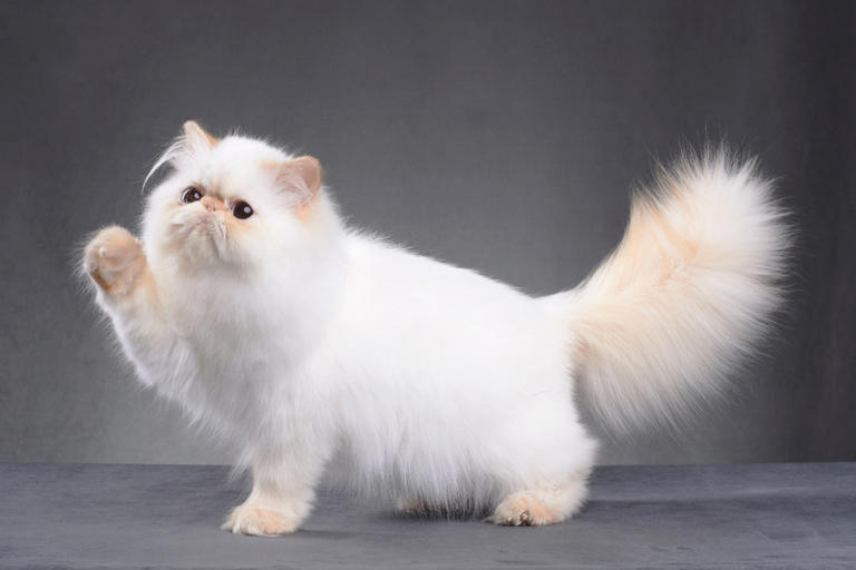 Thinking of a Persian cat? 13 things you should know