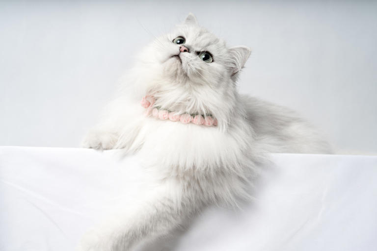 Thinking of a Persian cat? 13 things you should know