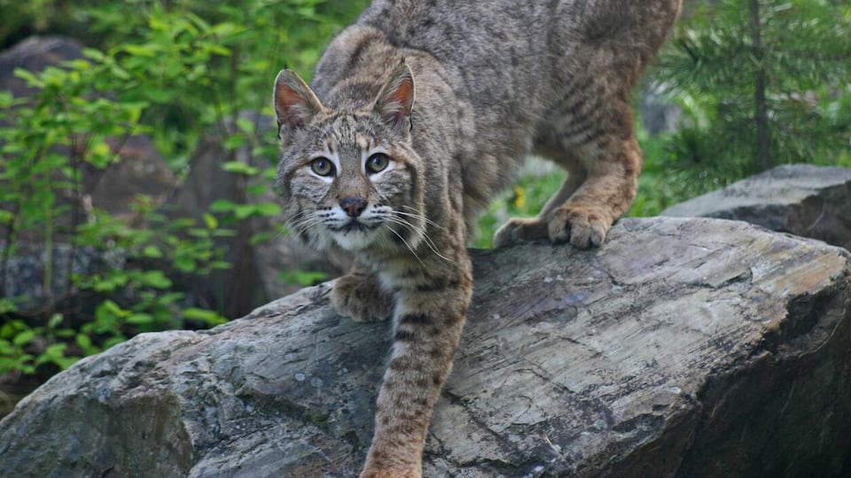 SE Georgia man being treated for rabies after bobcat attack
