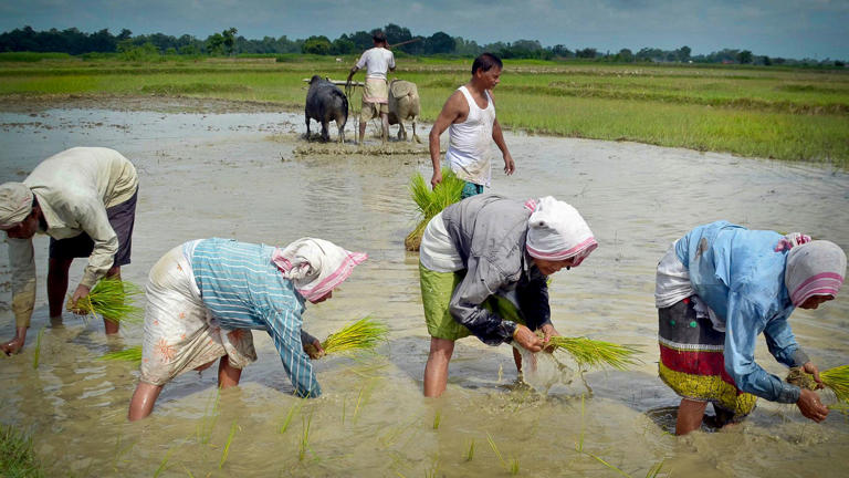 An archaeological dig in an Indian paddy field exposed relics from a ...