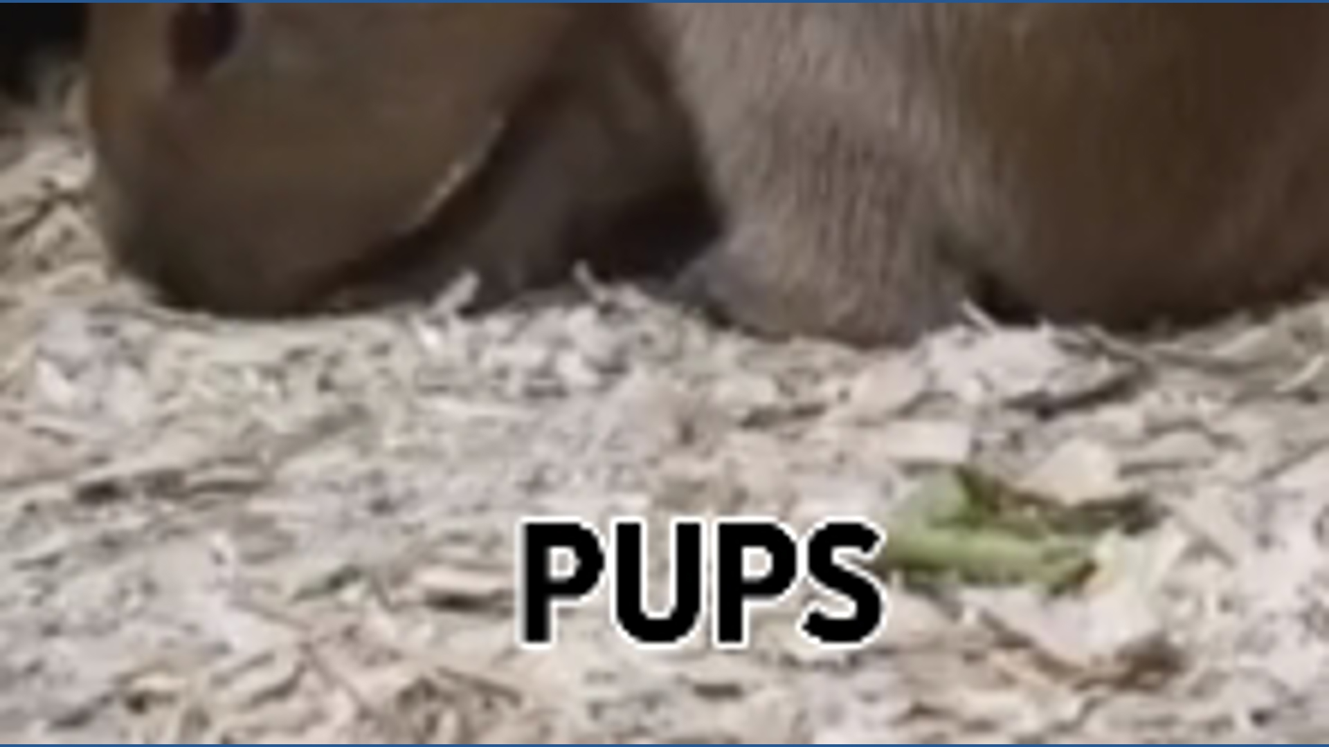 Capybara pups born at Port Clinton Wildlife Park