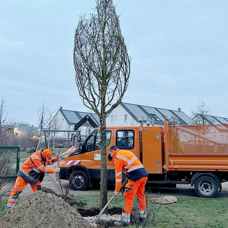 Stadt pflanzt Schattenbäume an vier Spielplätzen
