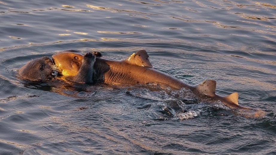 Sea otter attacking a shark on camera