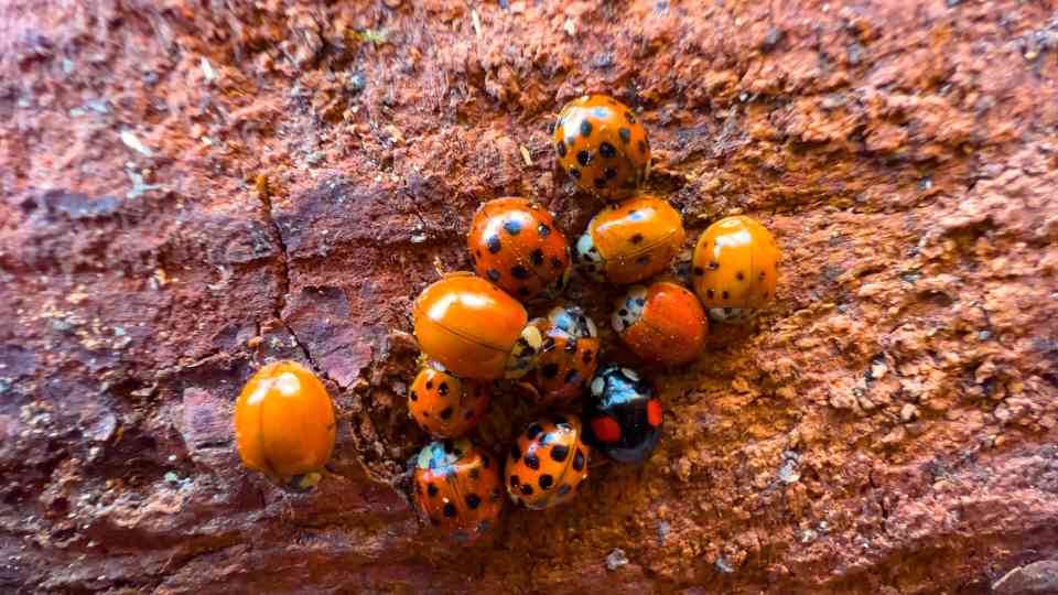 How we cook juicy steaks in our Azerbaijani village