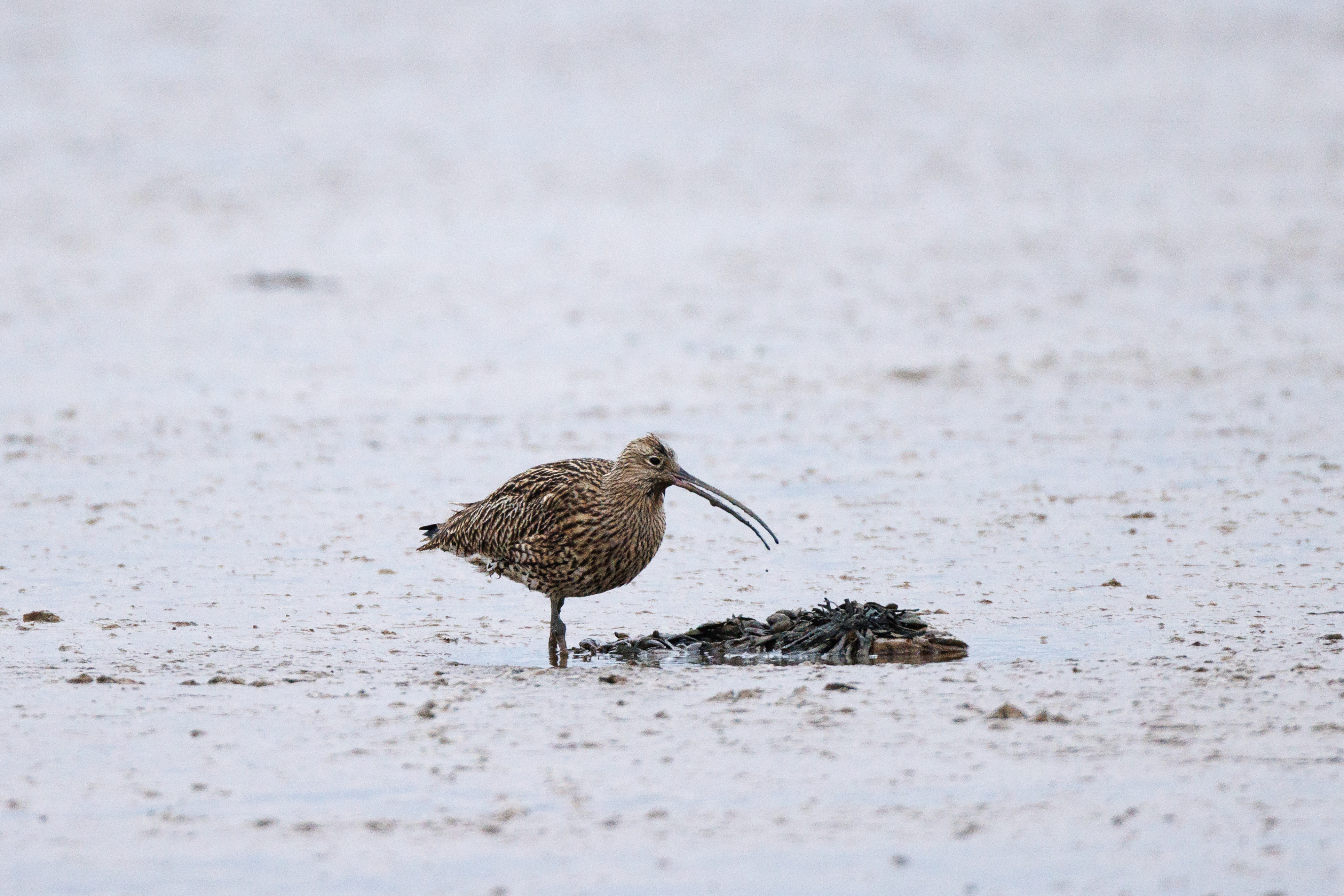 National Trust sinks three barges to form new island for birds