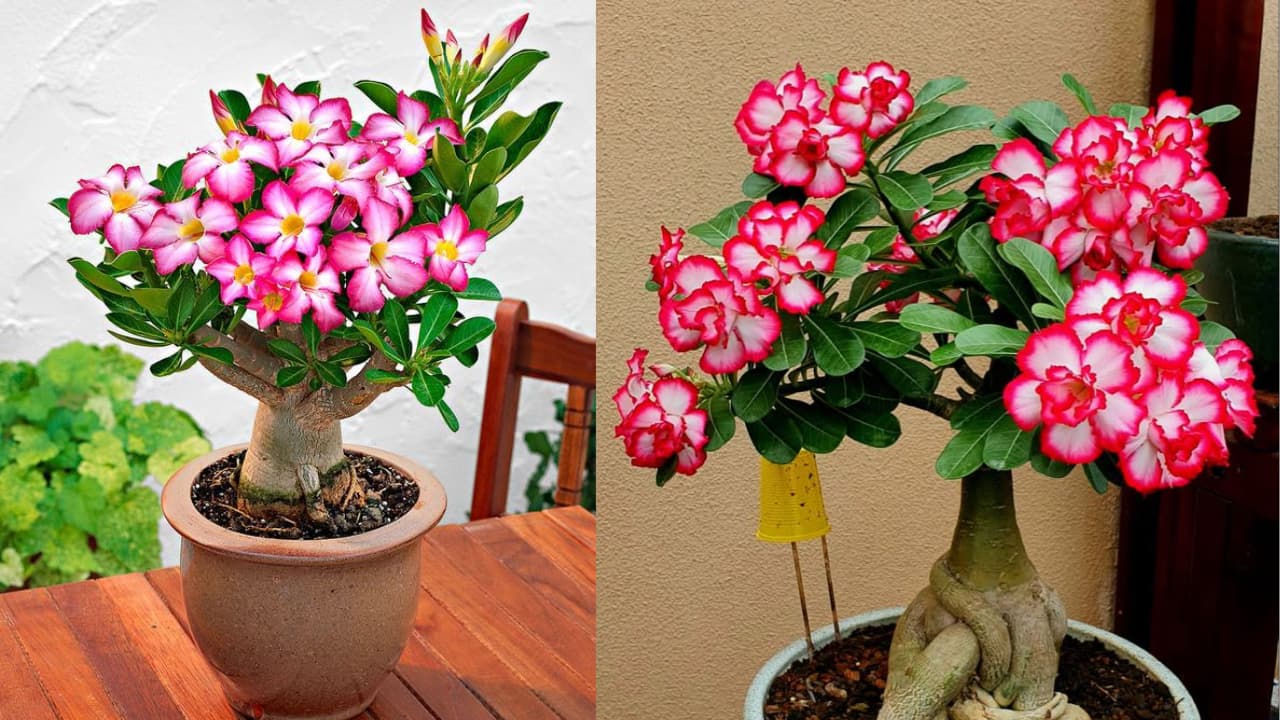 Gardening tips: 4 types of contaminated water that can kill your green ...