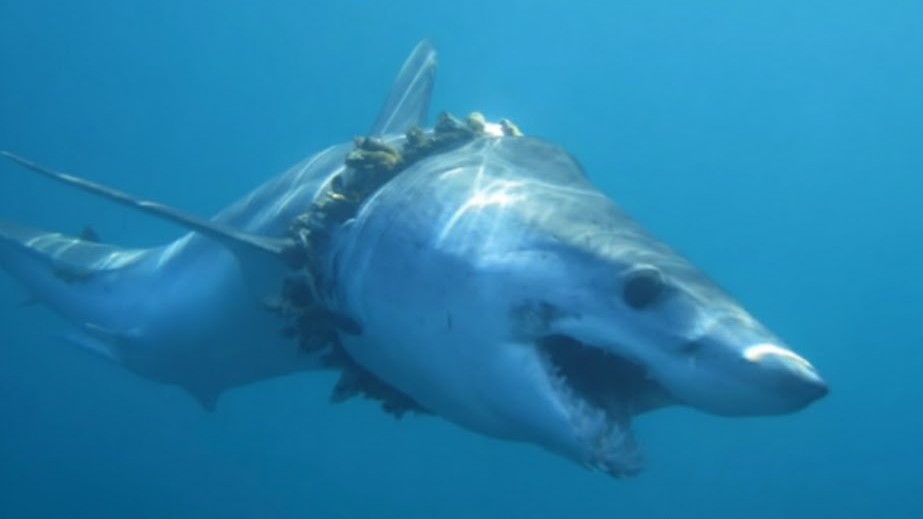 Donald Trump lied that plastic is not a problem for sharks here is the ...