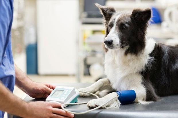 5 major changes coming to UK vets under new plans affecting millions of ...