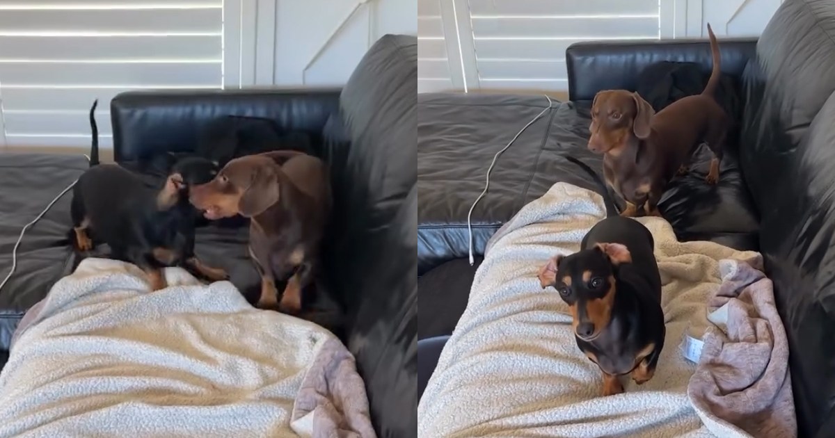 Video: Dog siblings stop fighting the moment they hear the 'magic word'