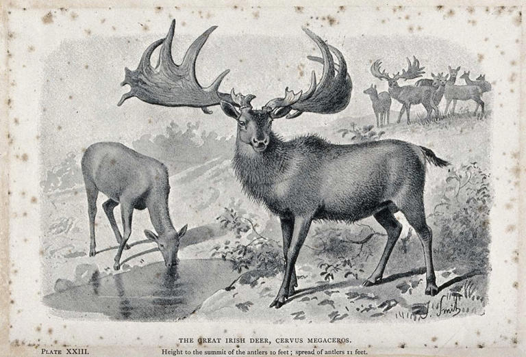 Irish elk: the giant deer that towered over humans and went extinct ...