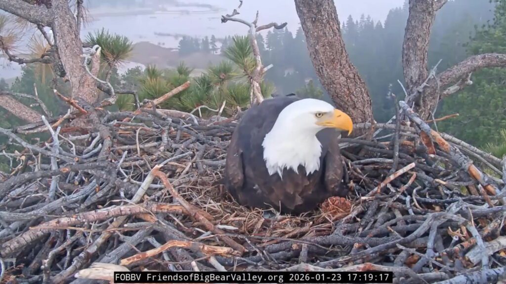Famous bald eagles welcome first eggs of the year – after becoming ...