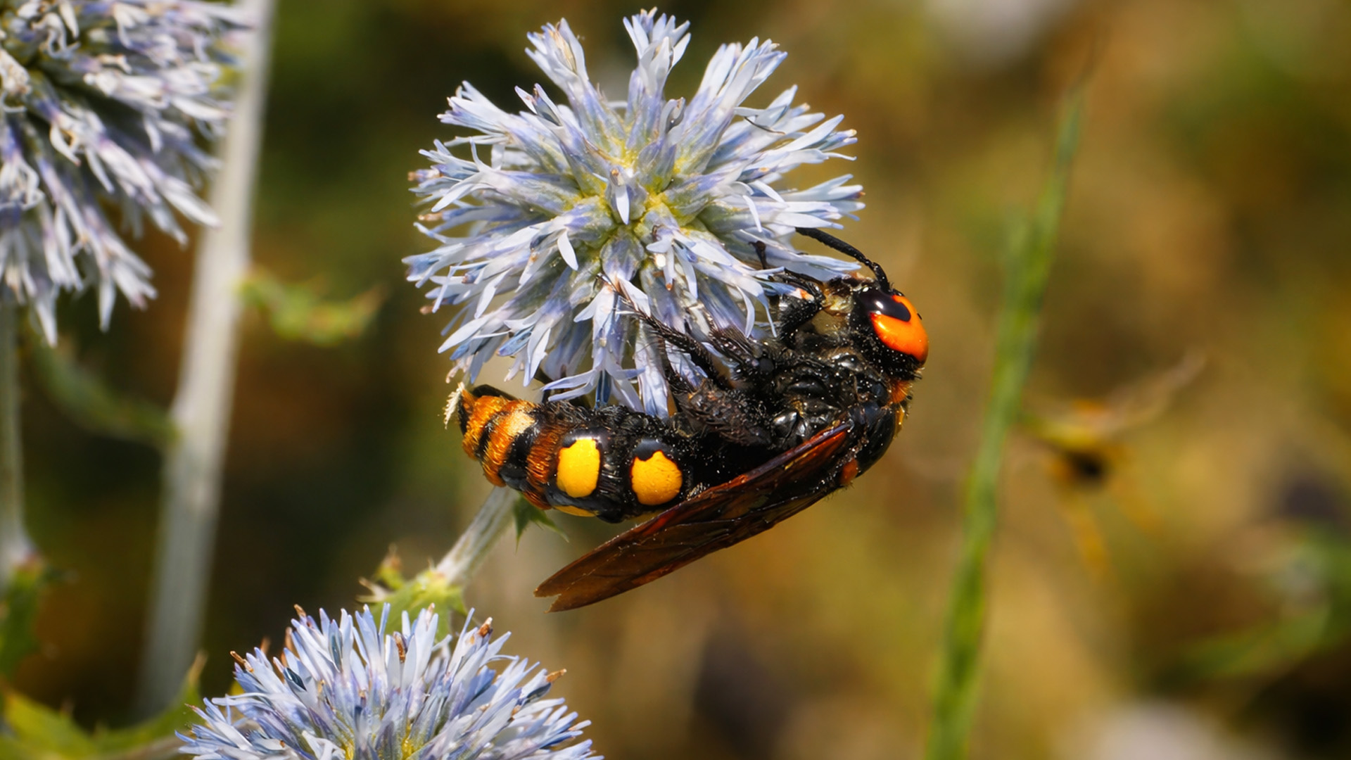 Up close with a giant wasp