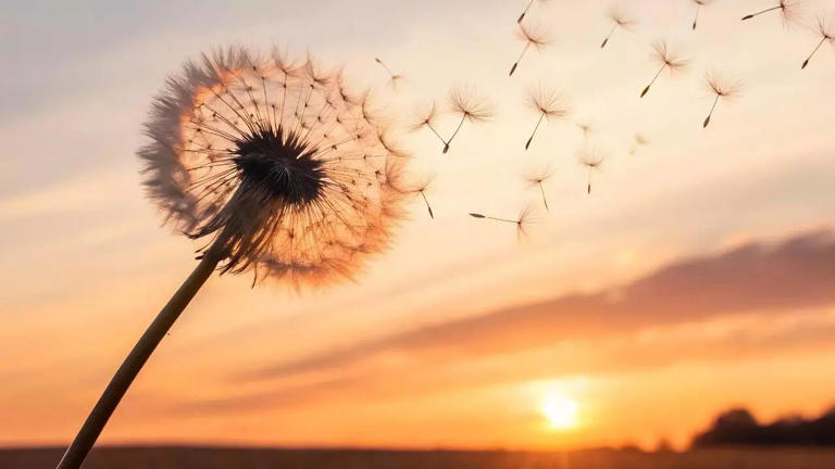 Think dandelions are pointless? Health benefits of dandelion you ...