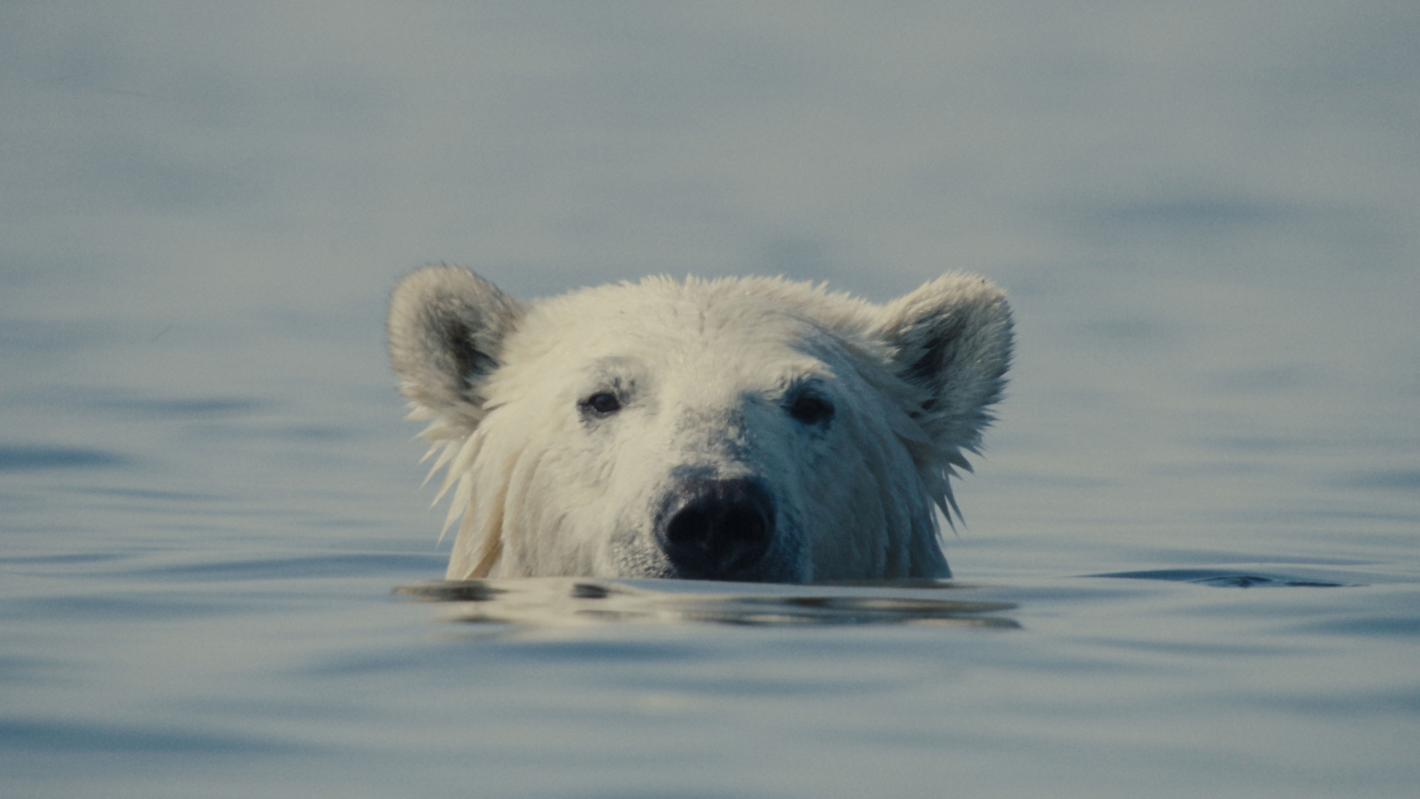 This riveting polar bear documentary plays out like 'The Fugitive'