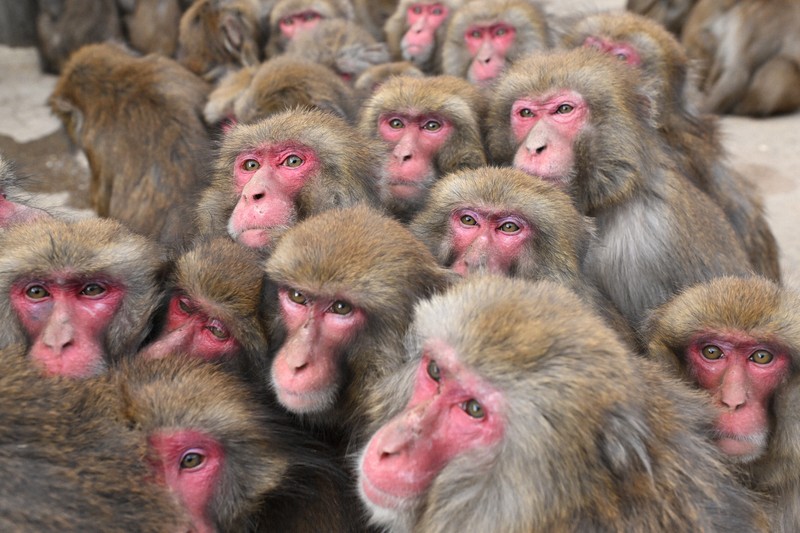 Macaques form 'monkey dumpling' huddles to beat the cold in west Japan
