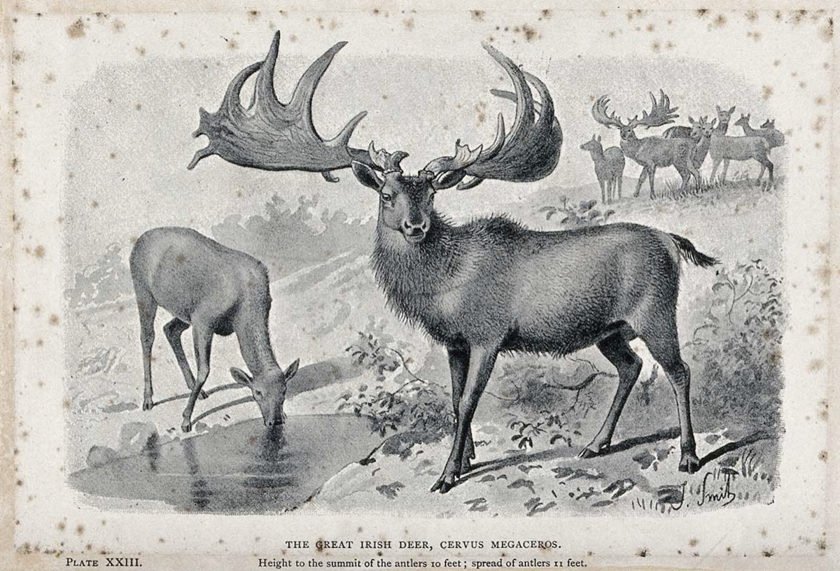 Irish elk: the giant deer that towered over humans and went extinct ...