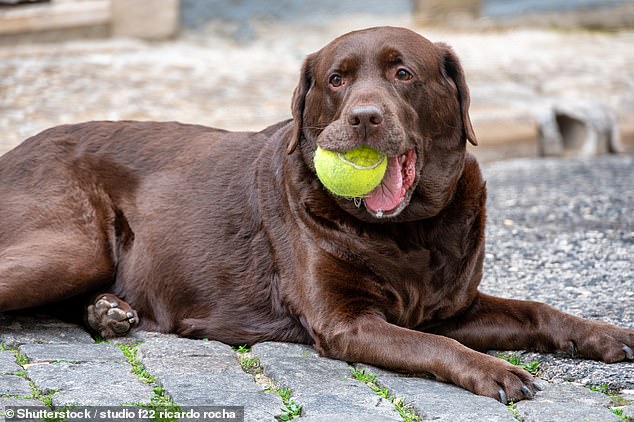 How popular is your pet's name? Use our tool to find out