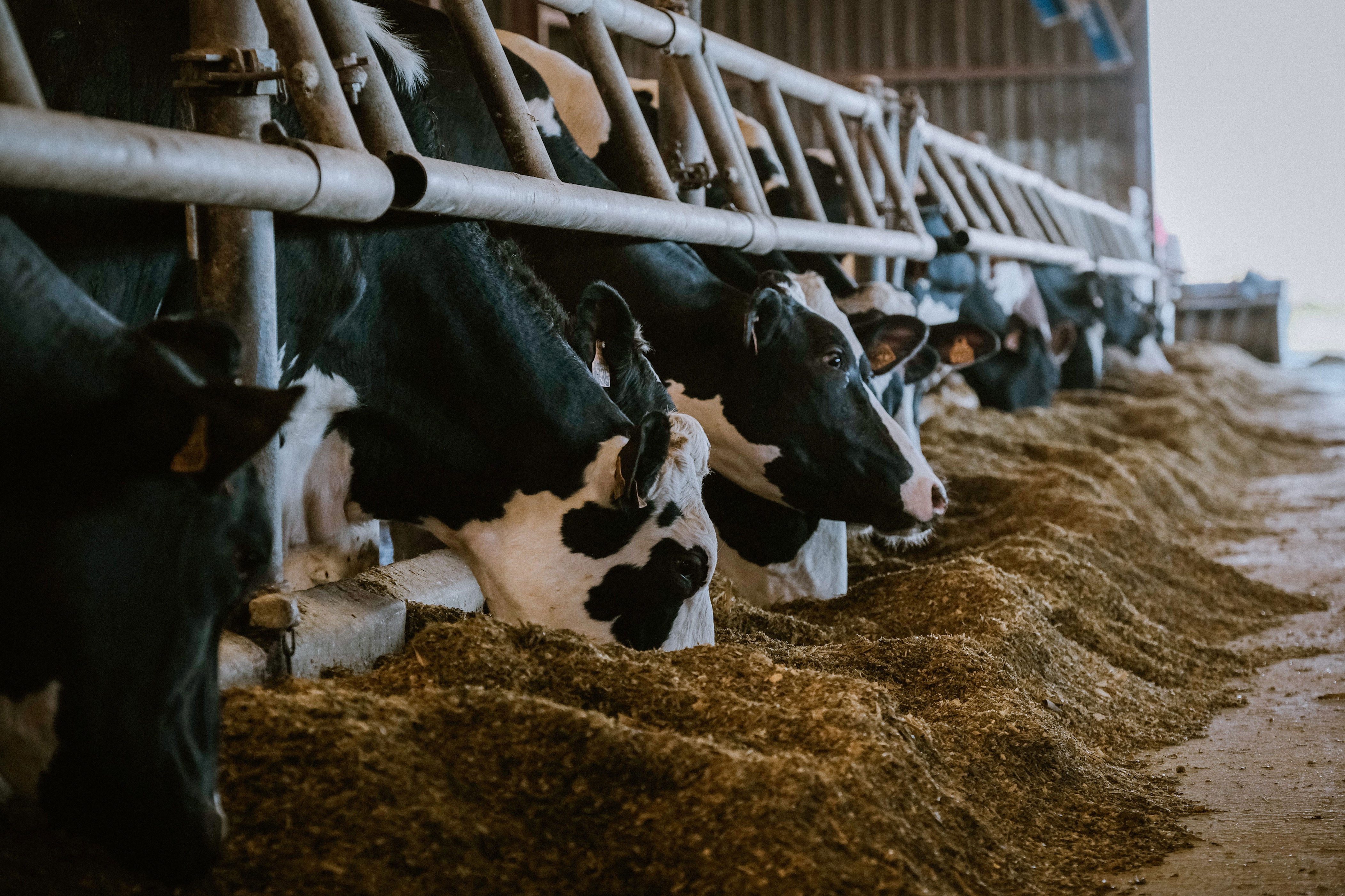 Foot and mouth disease | Livestock vaccination drive intensfies