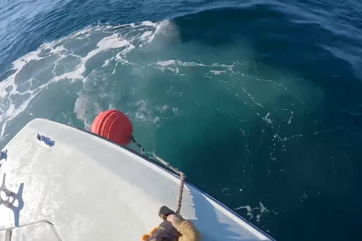 12ft 1,000-pound great white shark tracked unusually close to Alabama ...