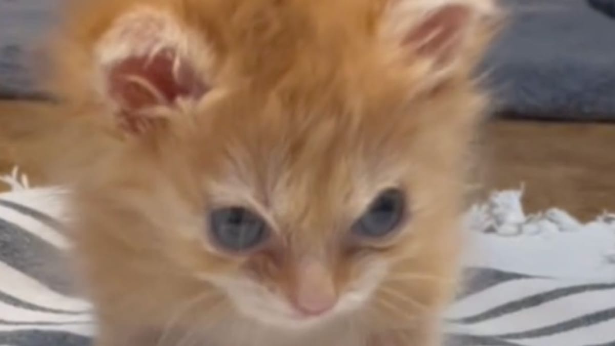 Disabled ginger kitten with a fighting spirit becomes a global sensation