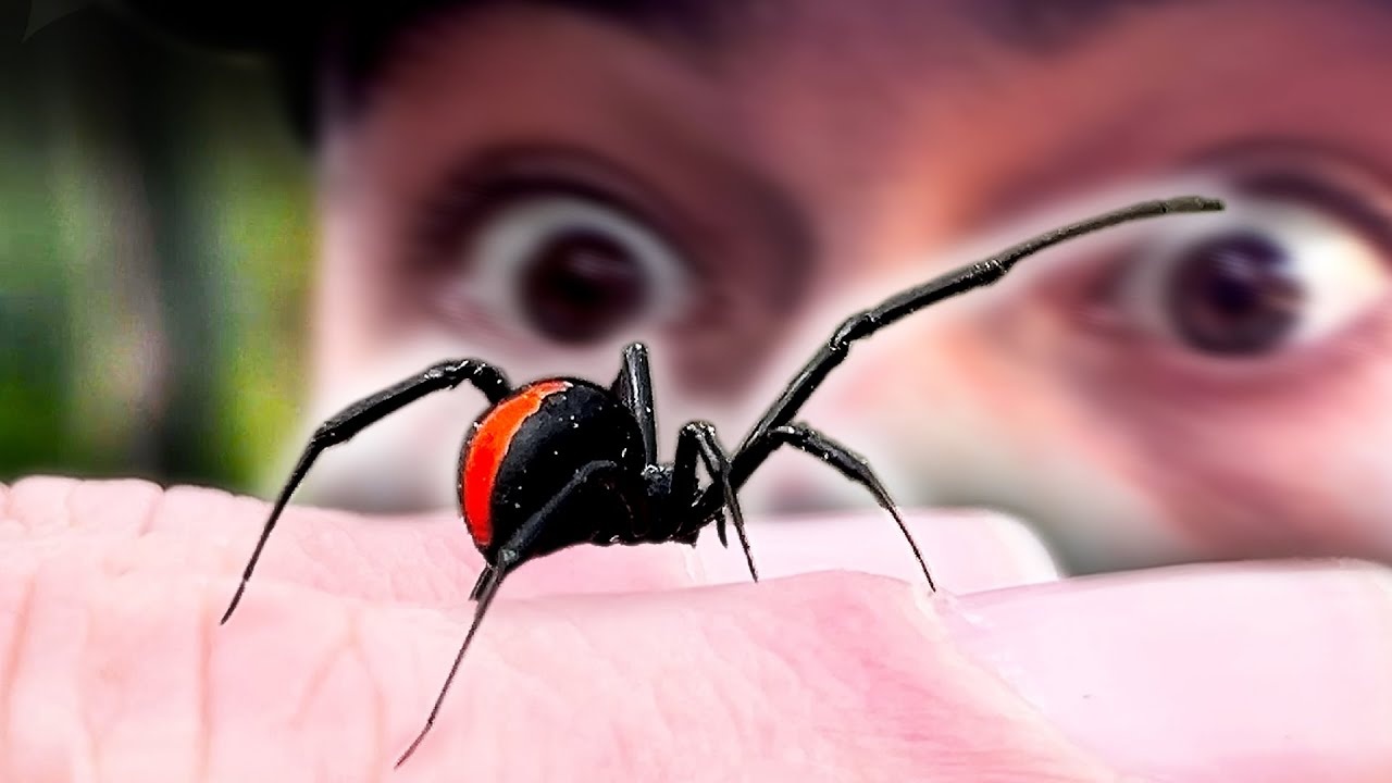 How close interaction with a venomous spider tests instinct and control