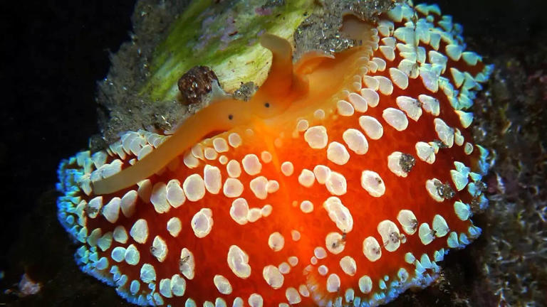 Umbrella slug: The animal that holds the world record for growing the ...
