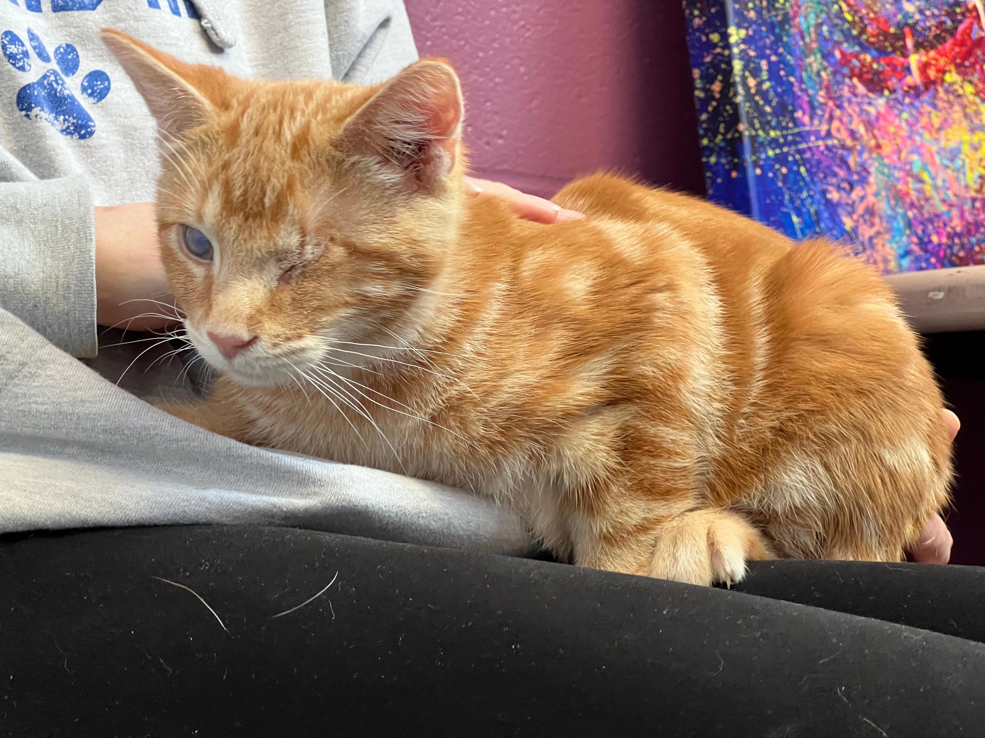 George the cat, largely blind, is the News Journal pet of the week