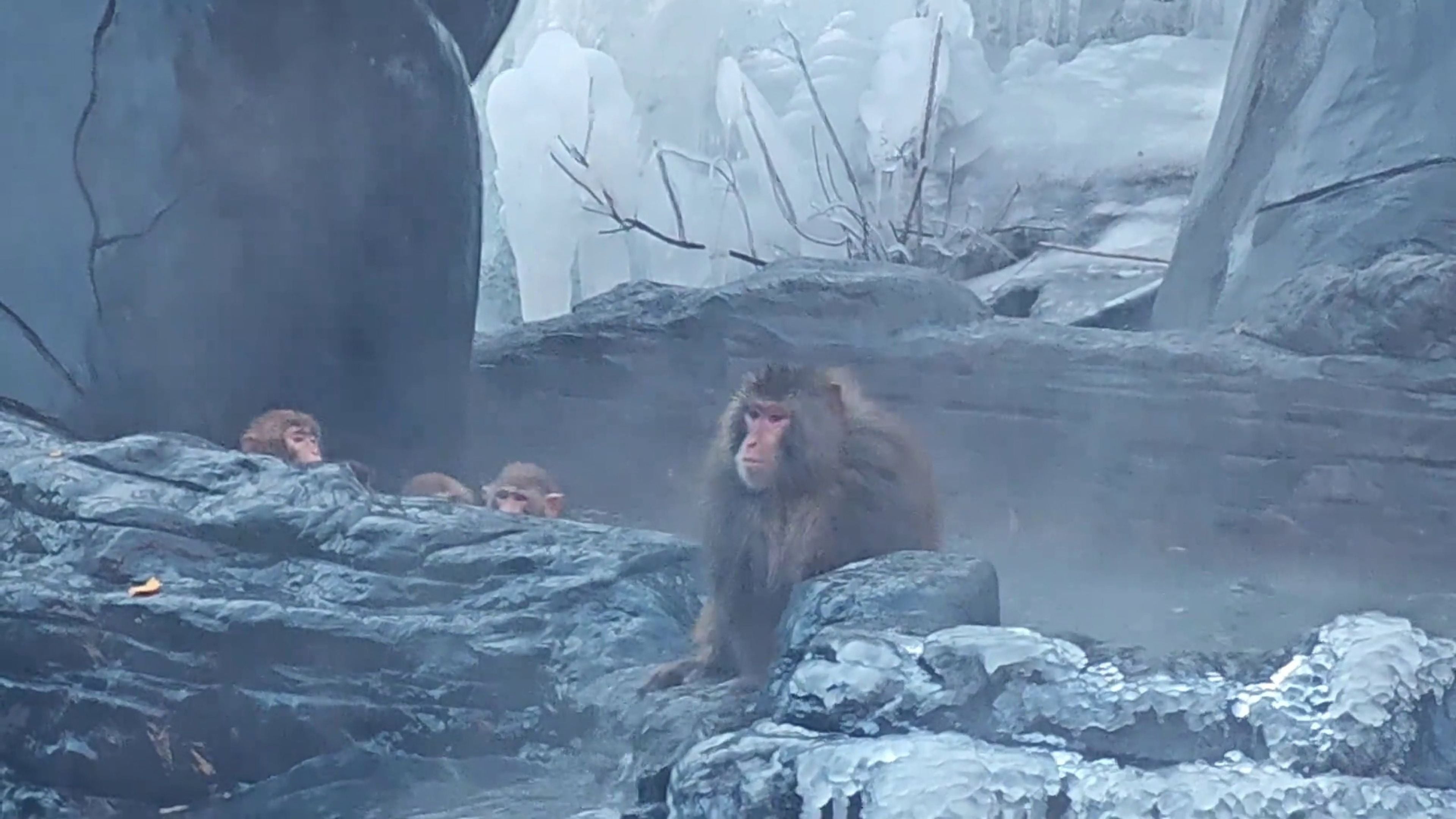 Monkeys spotted enjoying a spa day in hot spring pool amidst chilly ...