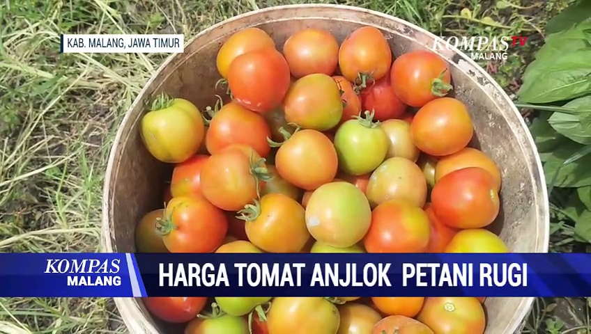 Harga tomat anjlok, petani sebut rugi karena tak bisa tutupi biaya produksi