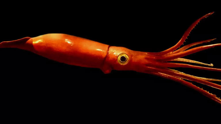 Meet the colossal squid with the largest eyes in the animal kingdom