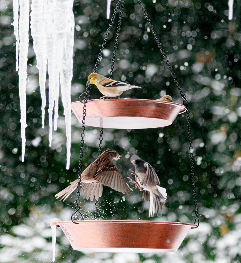 From juncos to owls, winter birds turn snow days into show days