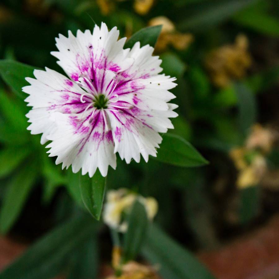 Clavelina: cuidados y características de la planta con flor perfecta ...