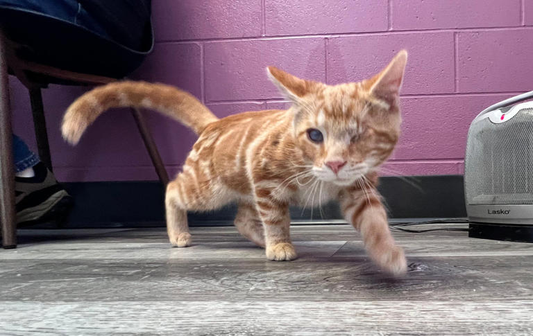 George the cat, largely blind, is the News Journal pet of the week