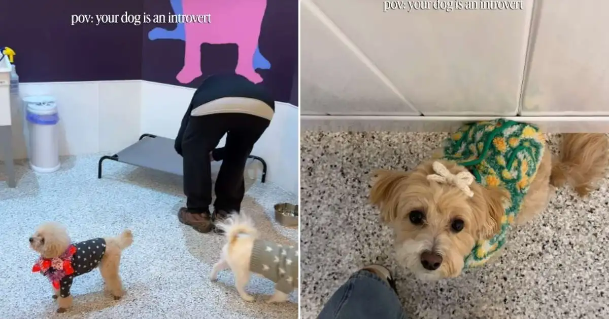 Video shows story of a shy dog