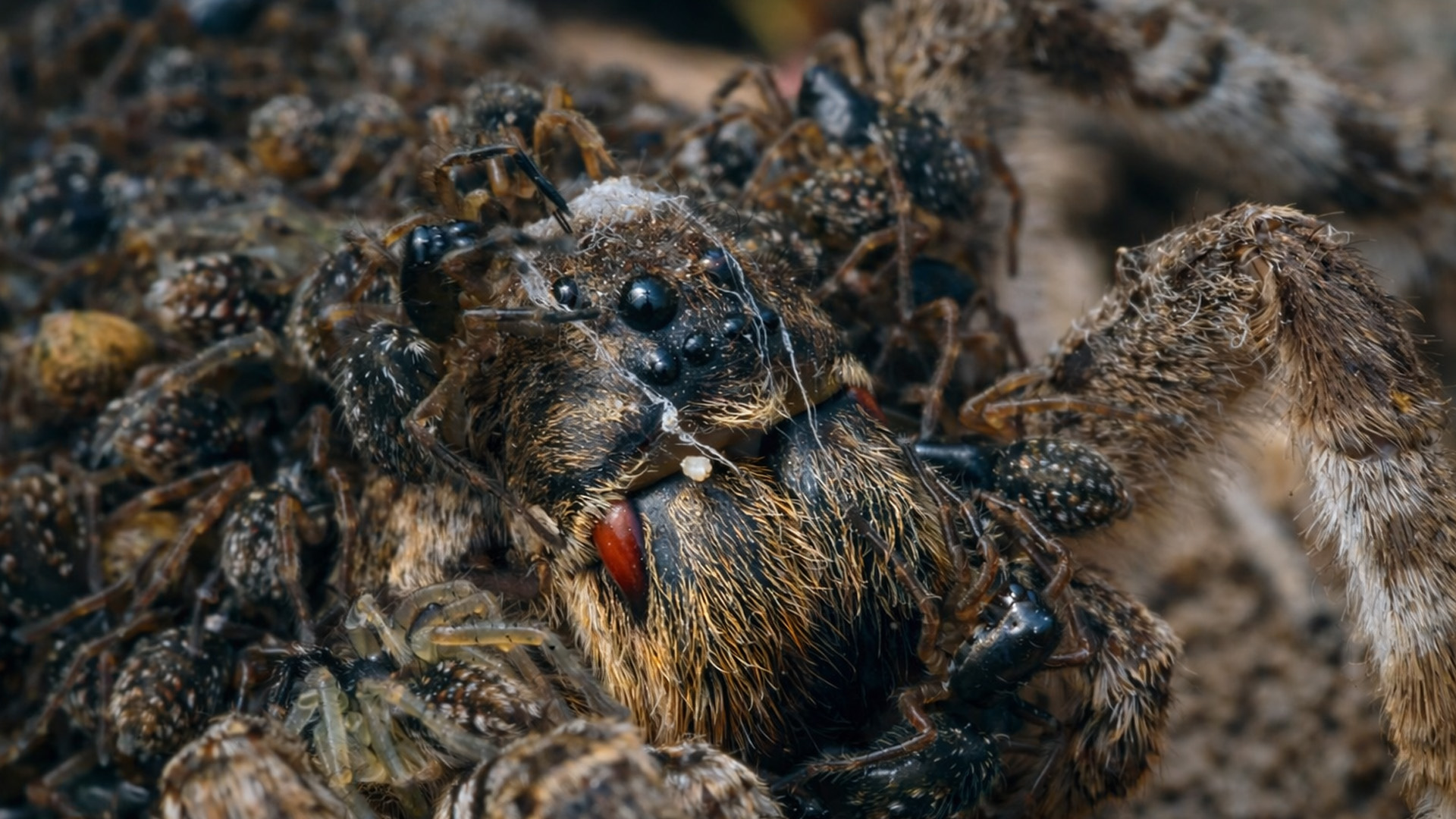 I only noticed the tiny spiders up close