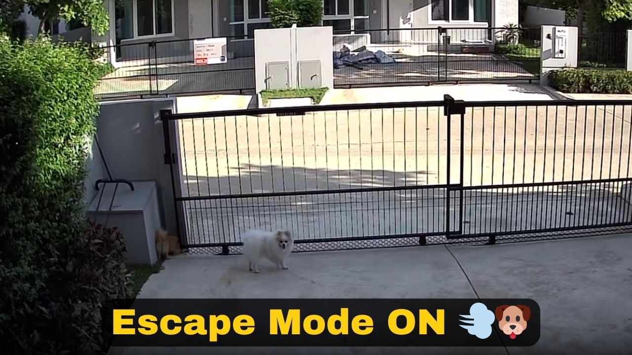 Dog escapes house like a ninja despite all safety measures being in place