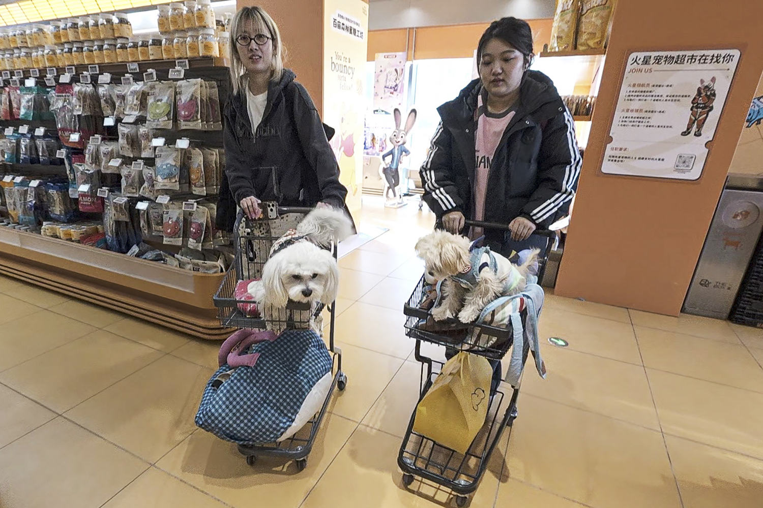 Babies out, fur babies in: Why young people in China are choosing pets ...