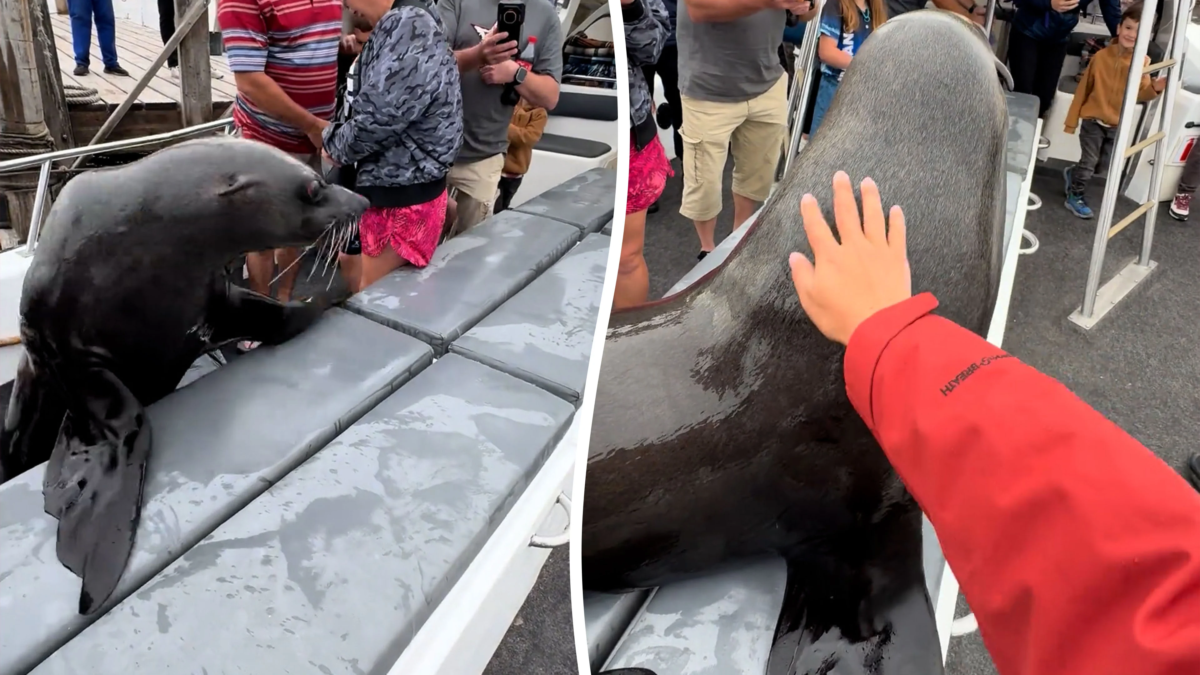 Ein Seelöwe klettert an Bord eines Bootes, um mit den Touristen Snacks ...