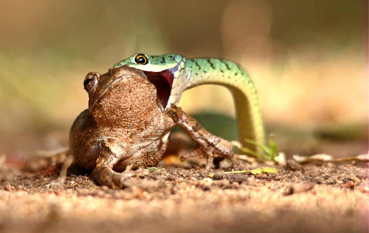 Animals that survived being swallowed by snakes
