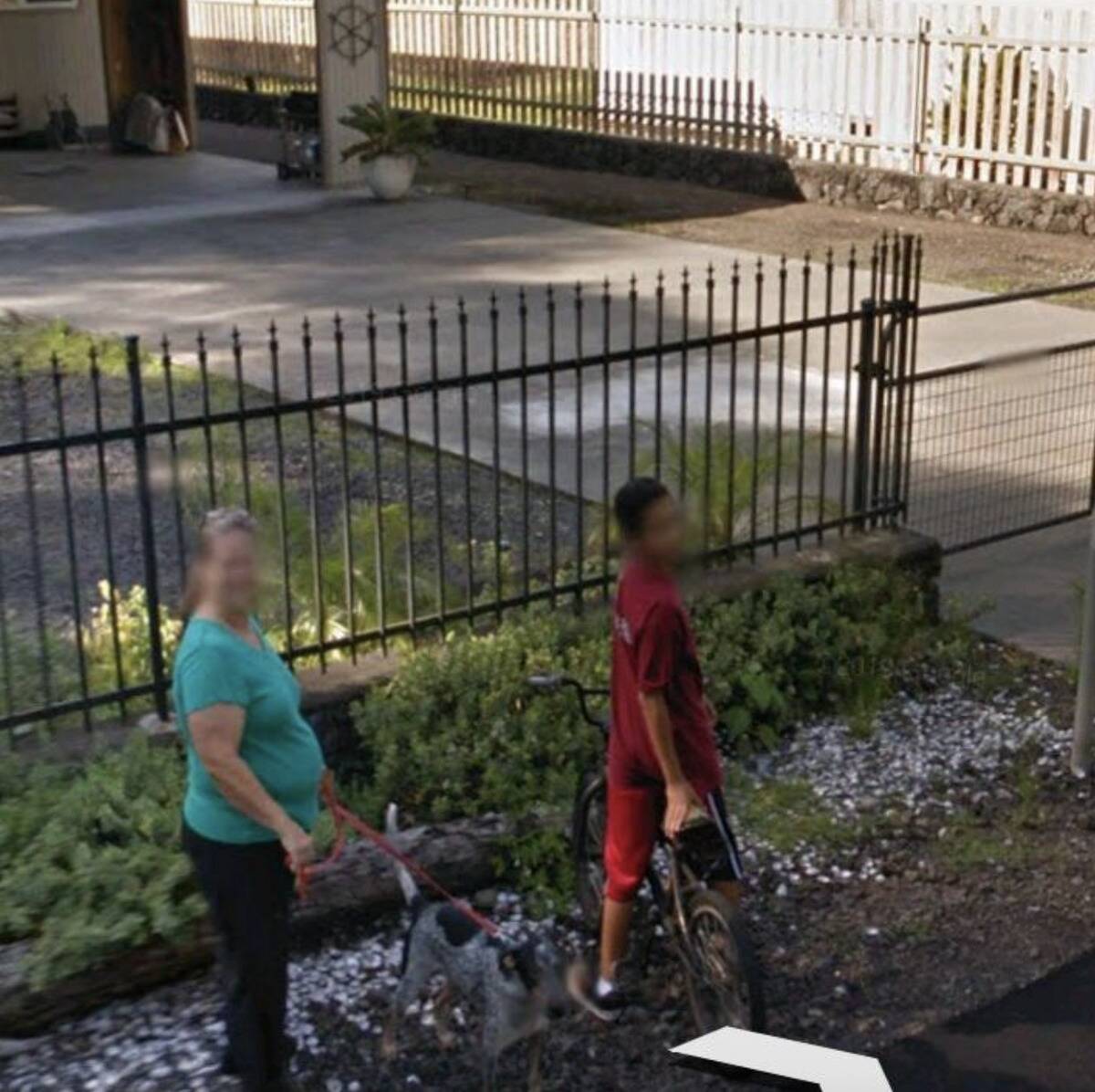 40+ hilarious animal photos found on Google Street View