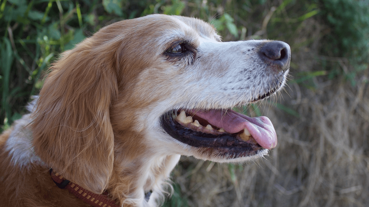 10 reasons why your dog is coughing and when you should go to the vet