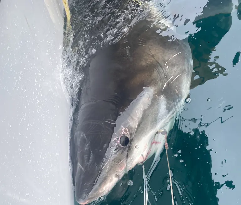 White shark pings offshore of well-known great white hotspot in ...