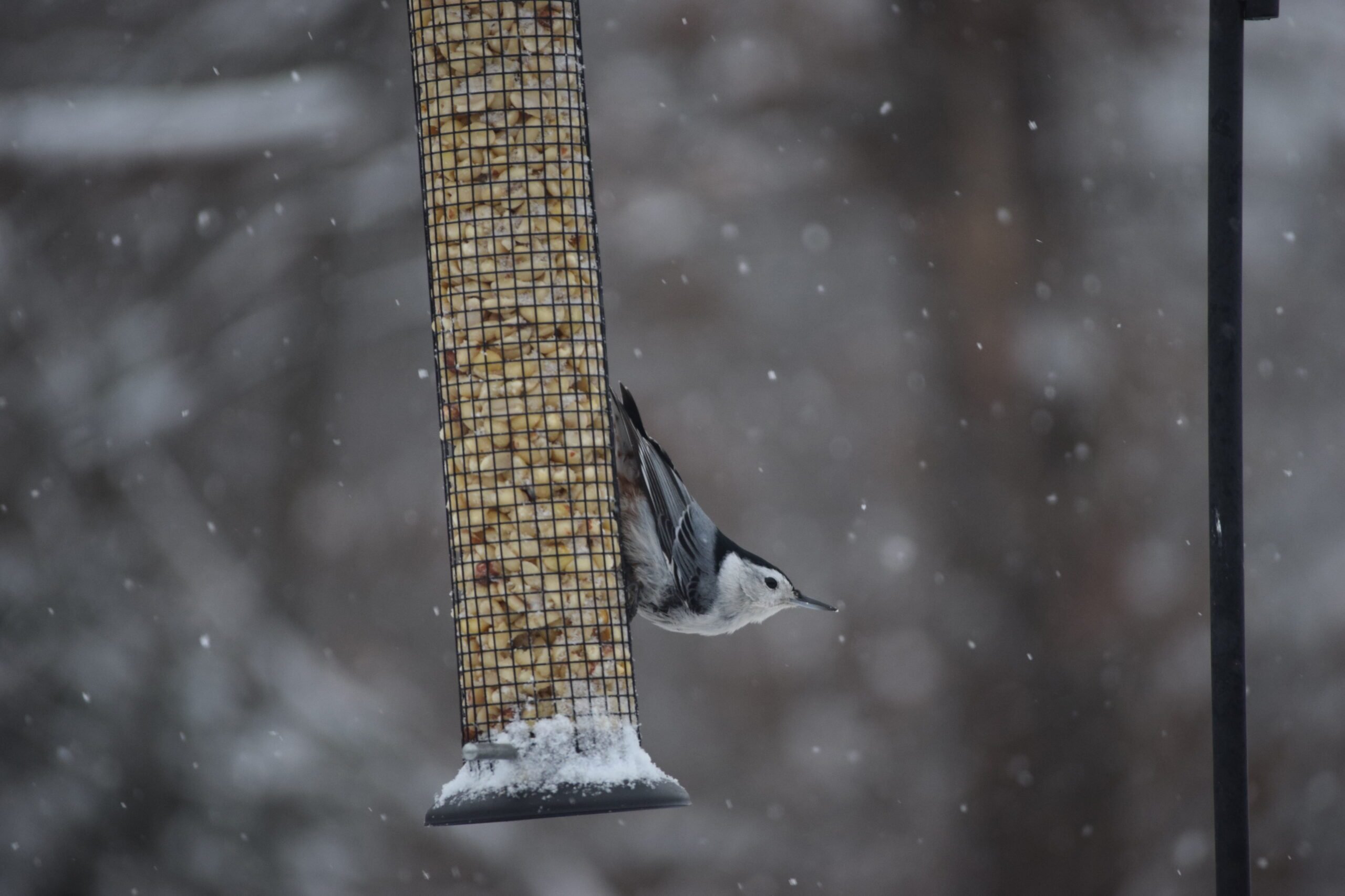 The 4 foods nuthatches love to eat