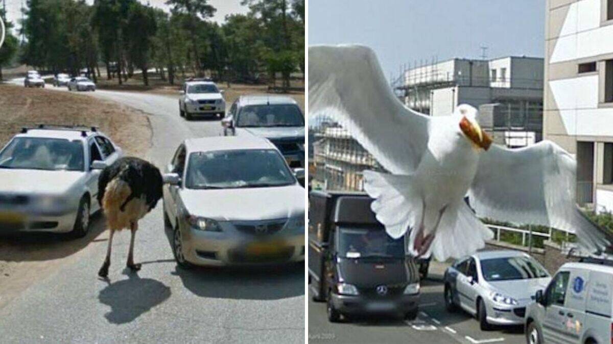 40+ hilarious animal photos found on Google Street View