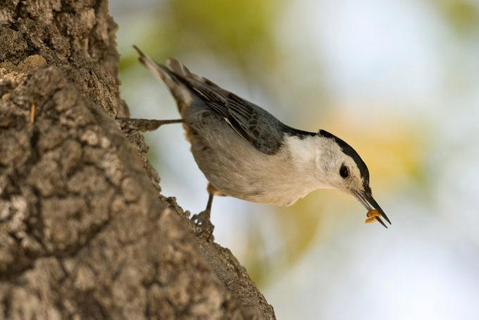 The 4 foods nuthatches love to eat