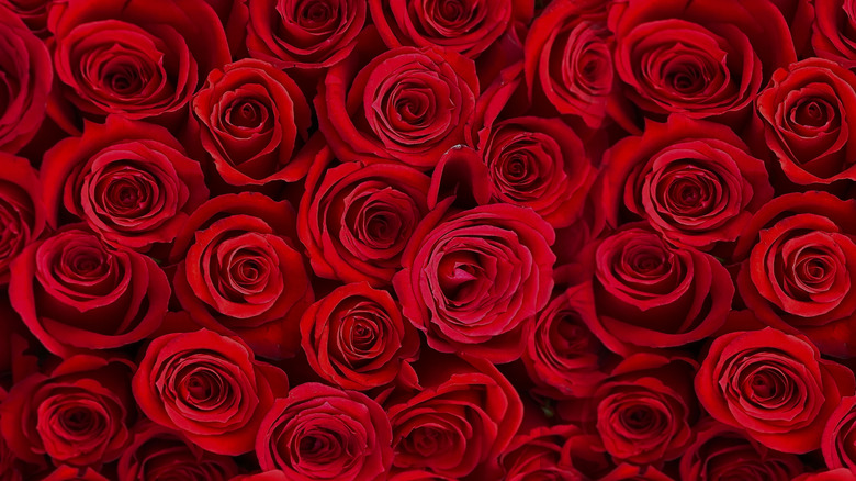 How red roses became the romantic symbol of Valentine's Day
