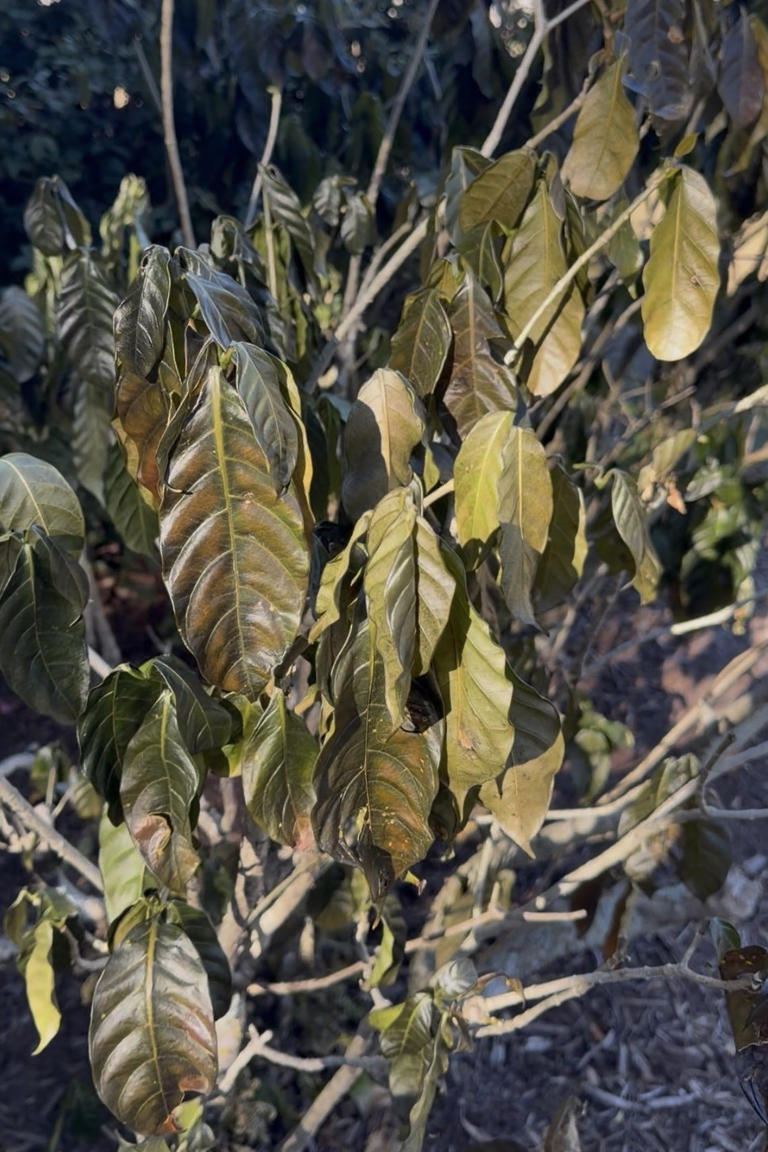 Here's what to do with plants damaged in yards after freeze in Florida